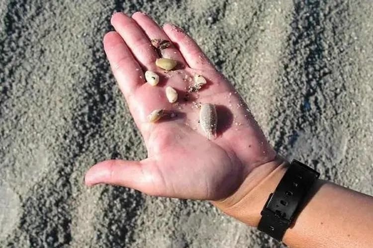 Seashells on Our Beaches - South Walton Life | 30A News, Events and ...