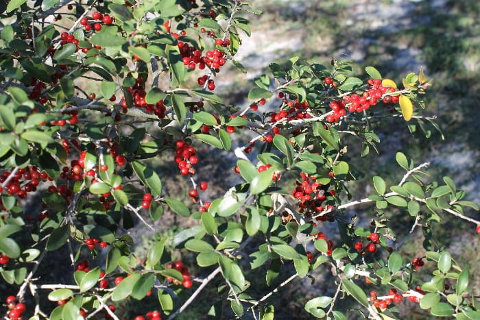 Coastal Dune Plants - South Walton Life | 30A News, Events and ...