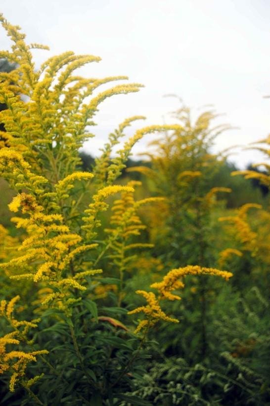 Butterflies of Fall - South Walton Life | 30A News, Events and ...