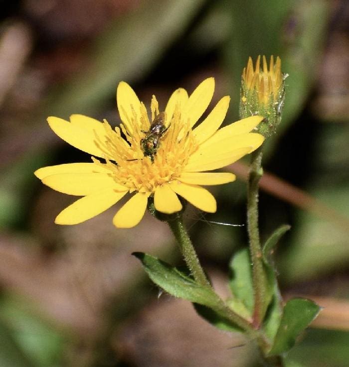 Native Pollinators of the Flowers of Fall - South Walton Life | 30A ...