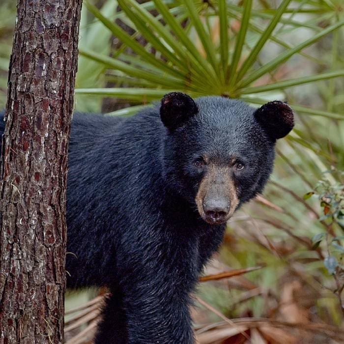Happenings Around the Beach June 2026 - South Walton Life | 30A News ...